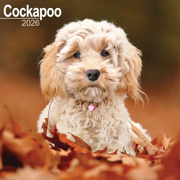 Cockapoo Calendar 2026 – Desk Calendars